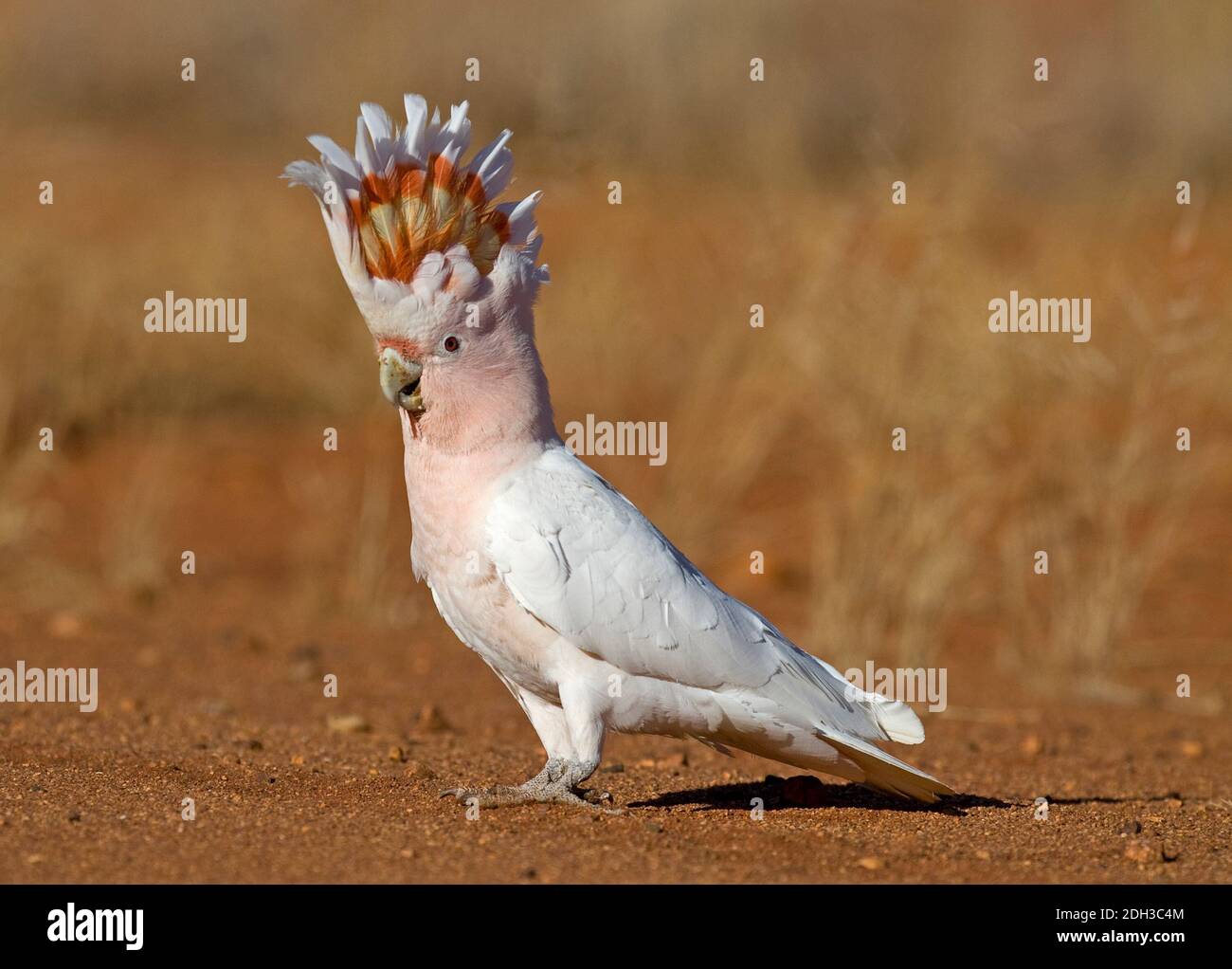Major mitchell cockatoo Stock Photo - Alamy