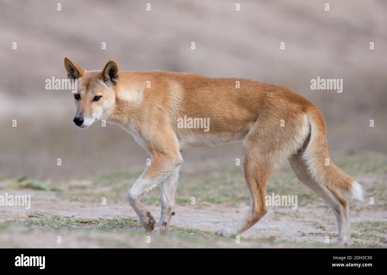 Australian dingo in desert country in outback Queensland, Australia ...
