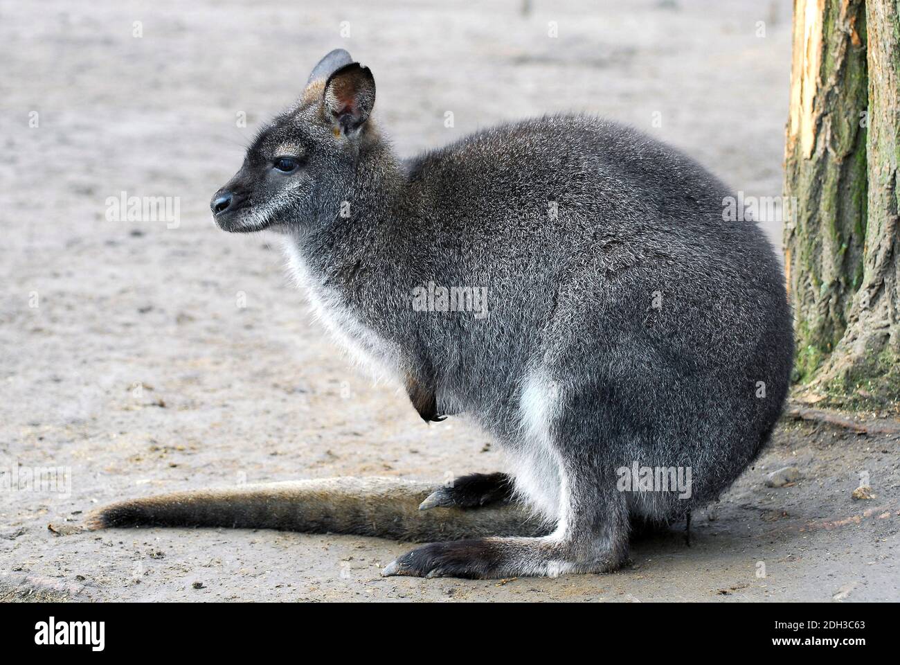 Red-necked wallaby, Bennett's wallaby, Wallaby à cou rouge ...