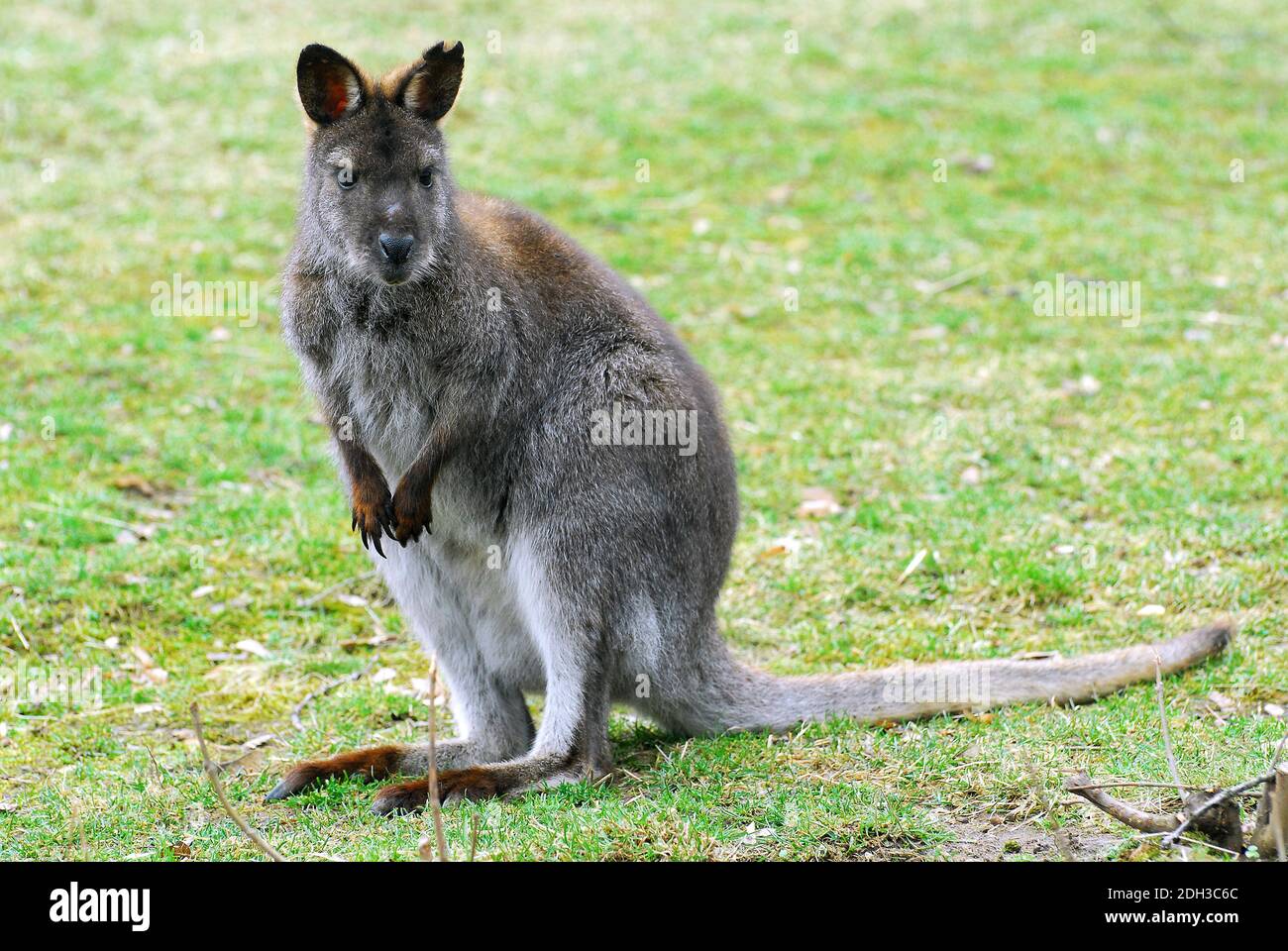 Kenguru hi-res stock photography and images - Alamy