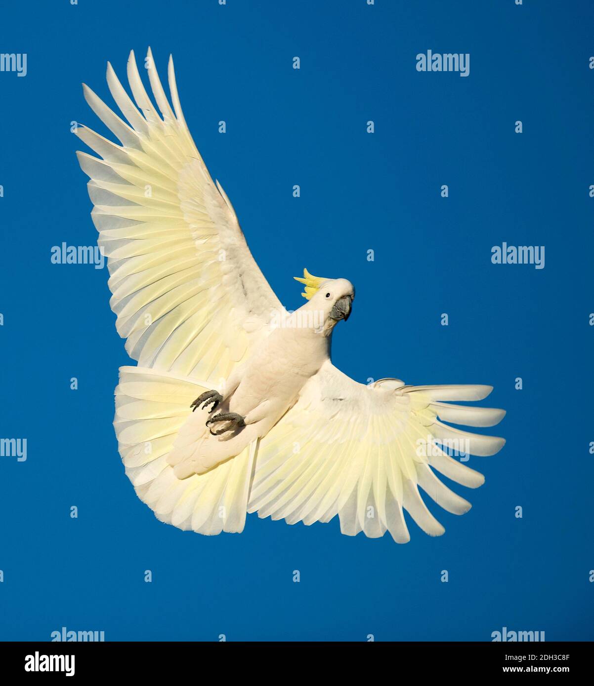 Cockatoos in flight hi-res stock photography and images - Alamy