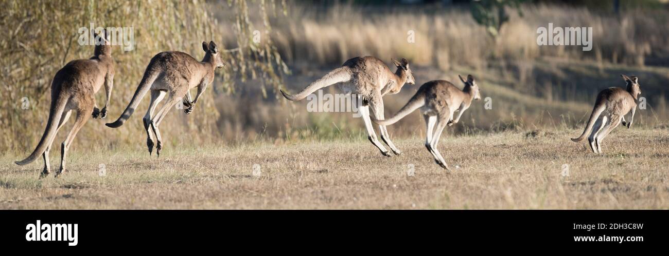 kangaroos hopping in outback, Queensland,Australia Stock Photo - Alamy