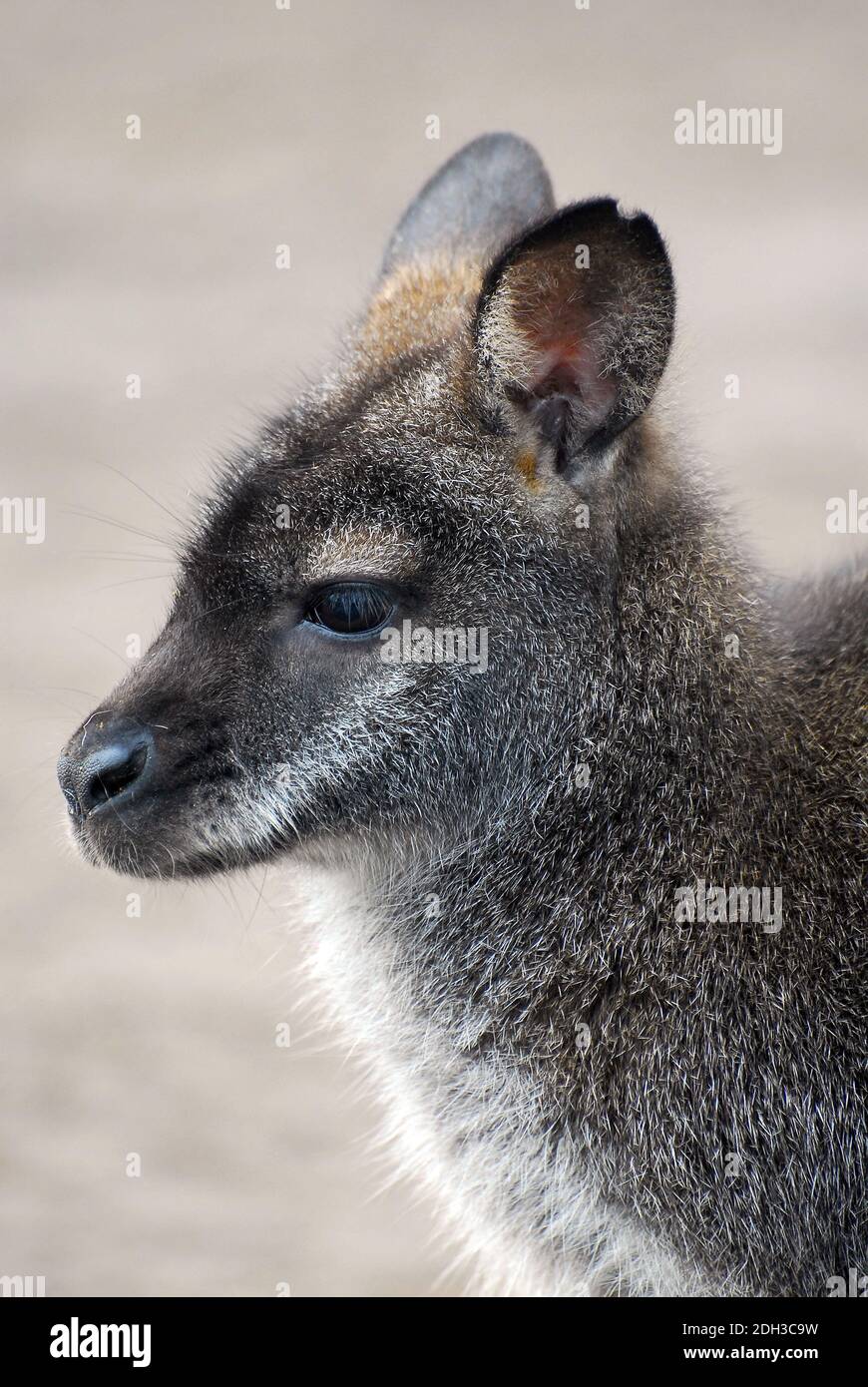 Kenguru hi-res stock photography and images - Alamy