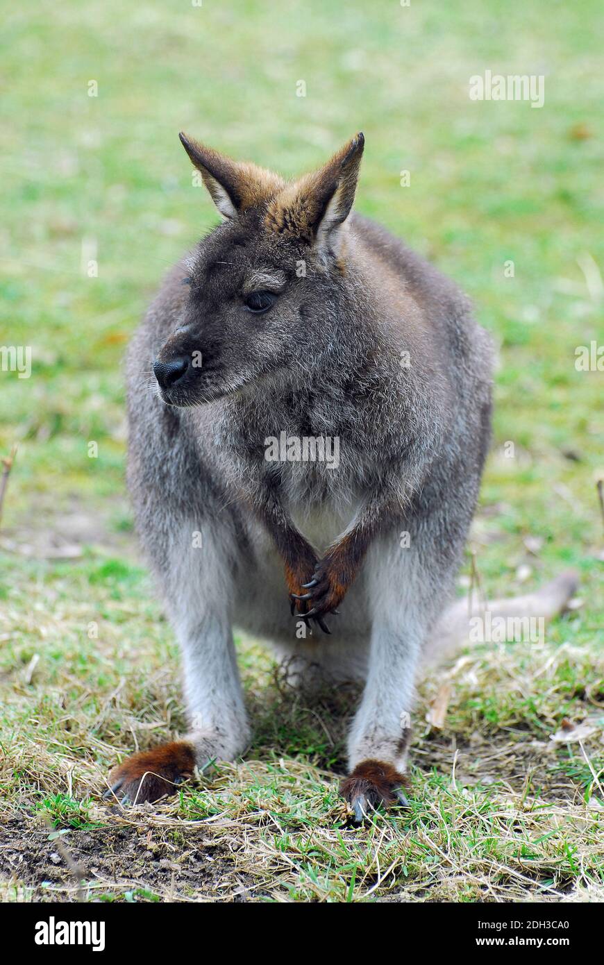 Red-necked wallaby, Bennett's wallaby, Wallaby à cou rouge, Rotnackenwallaby, Bennett-Wallaby ...