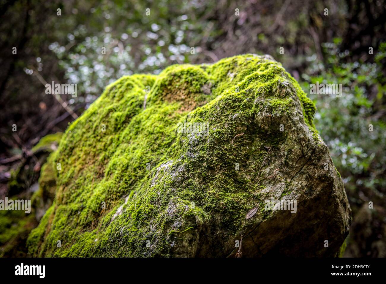 A selective focus shot of a mossy stone Stock Photo - Alamy