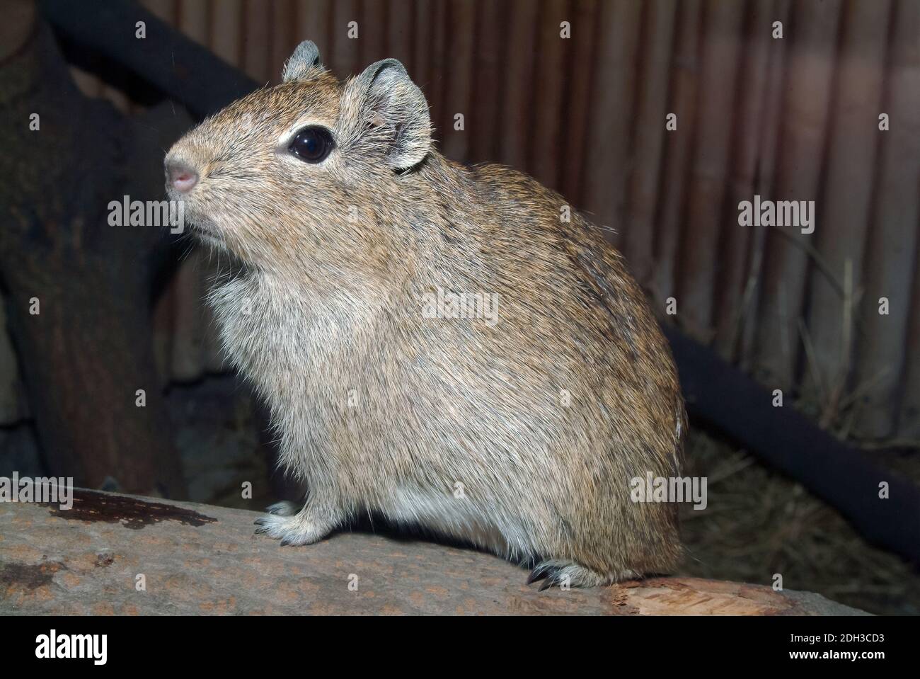 Yellow toothed cavy hi-res stock photography and images - Alamy