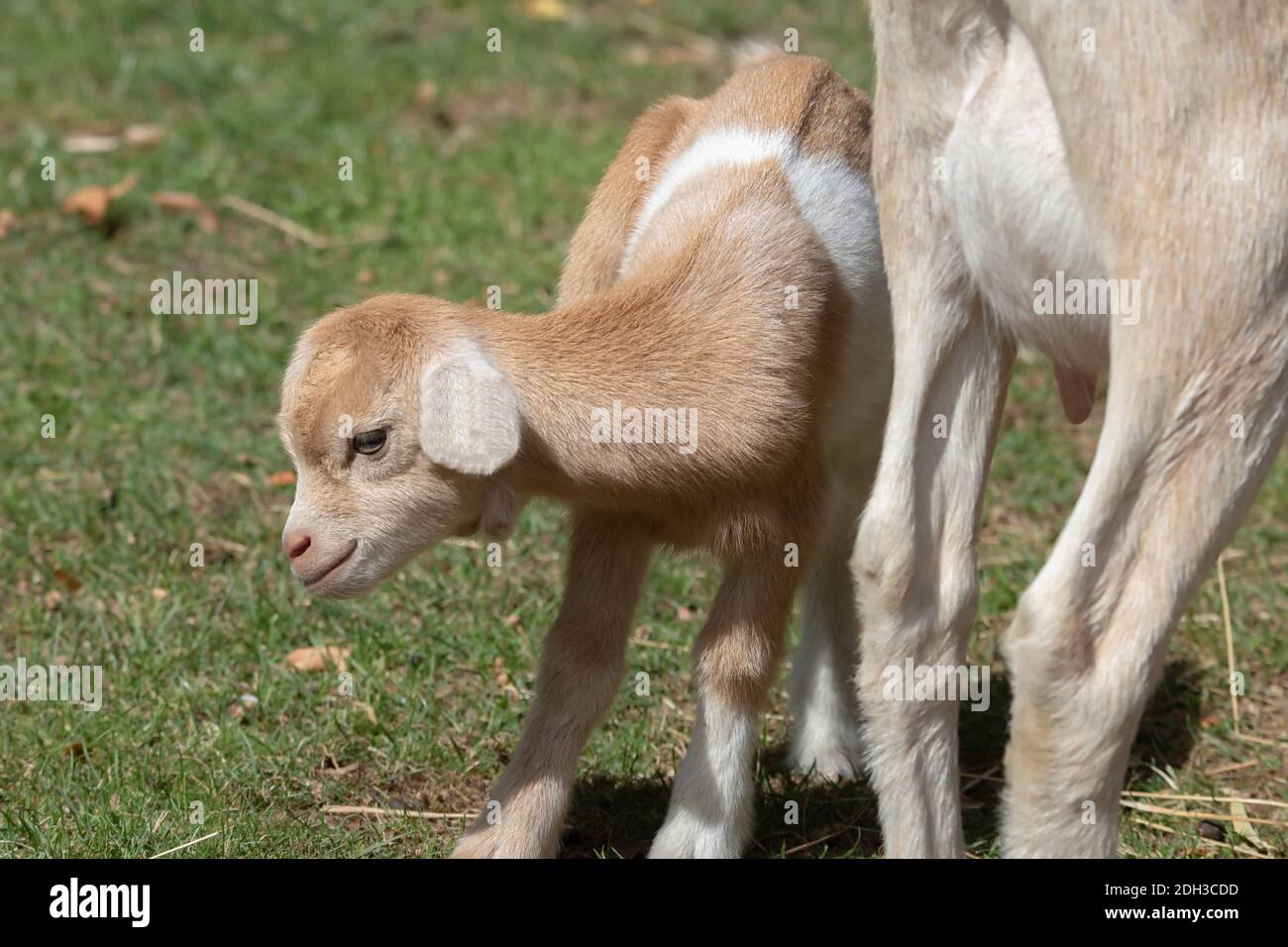 African miniature goat Stock Photo - Alamy