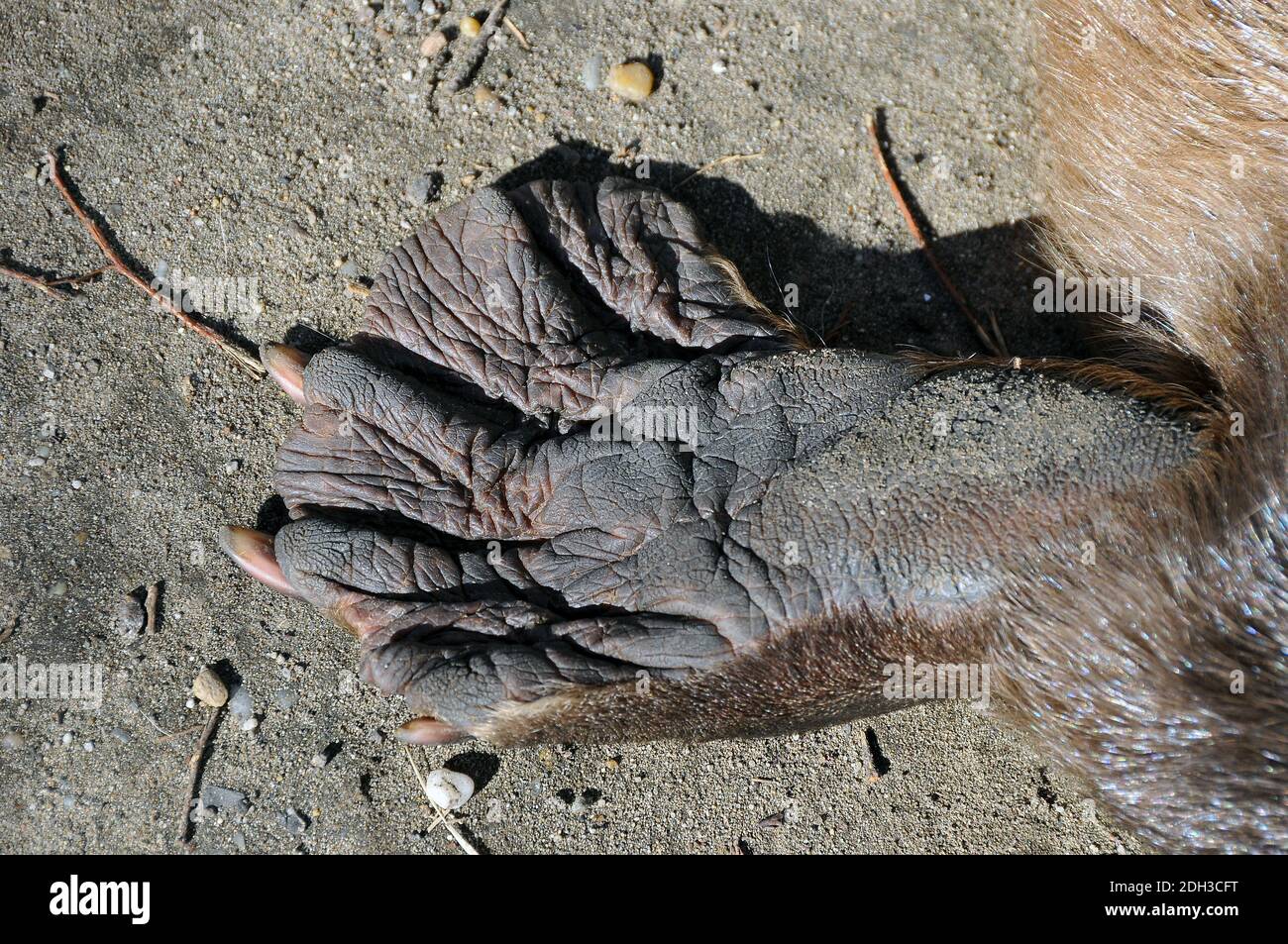 Eurasian beaver, European beaver, Europäischer Biber, Eurasischer Biber ...