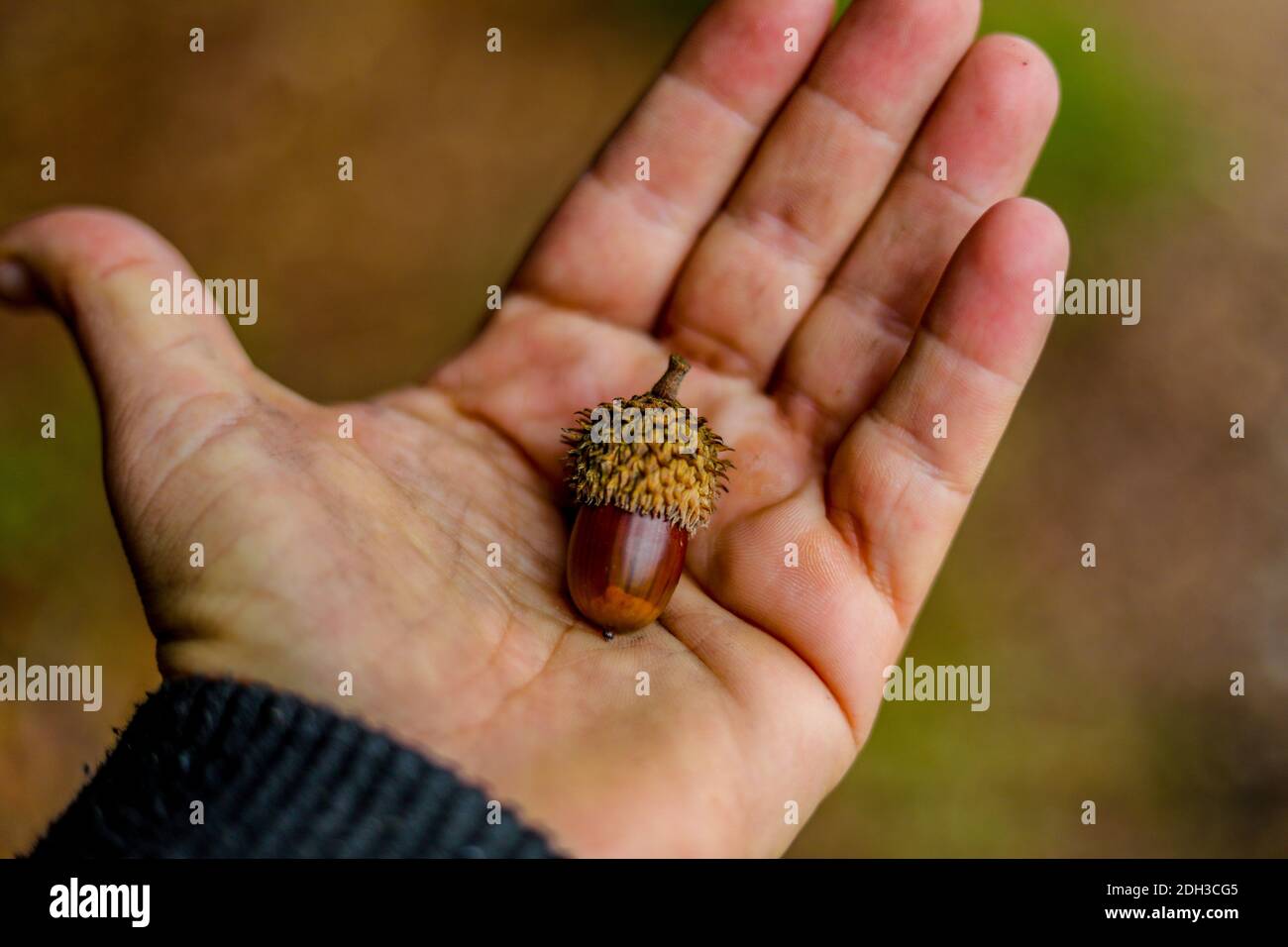 A hand holding an acorn Stock Photo - Alamy