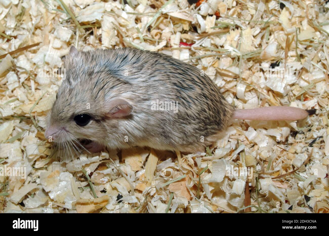 Fat-tailed gerbil, duprasi gerbil, Fettschwanz-Rennmaus, Pachyuromys ...