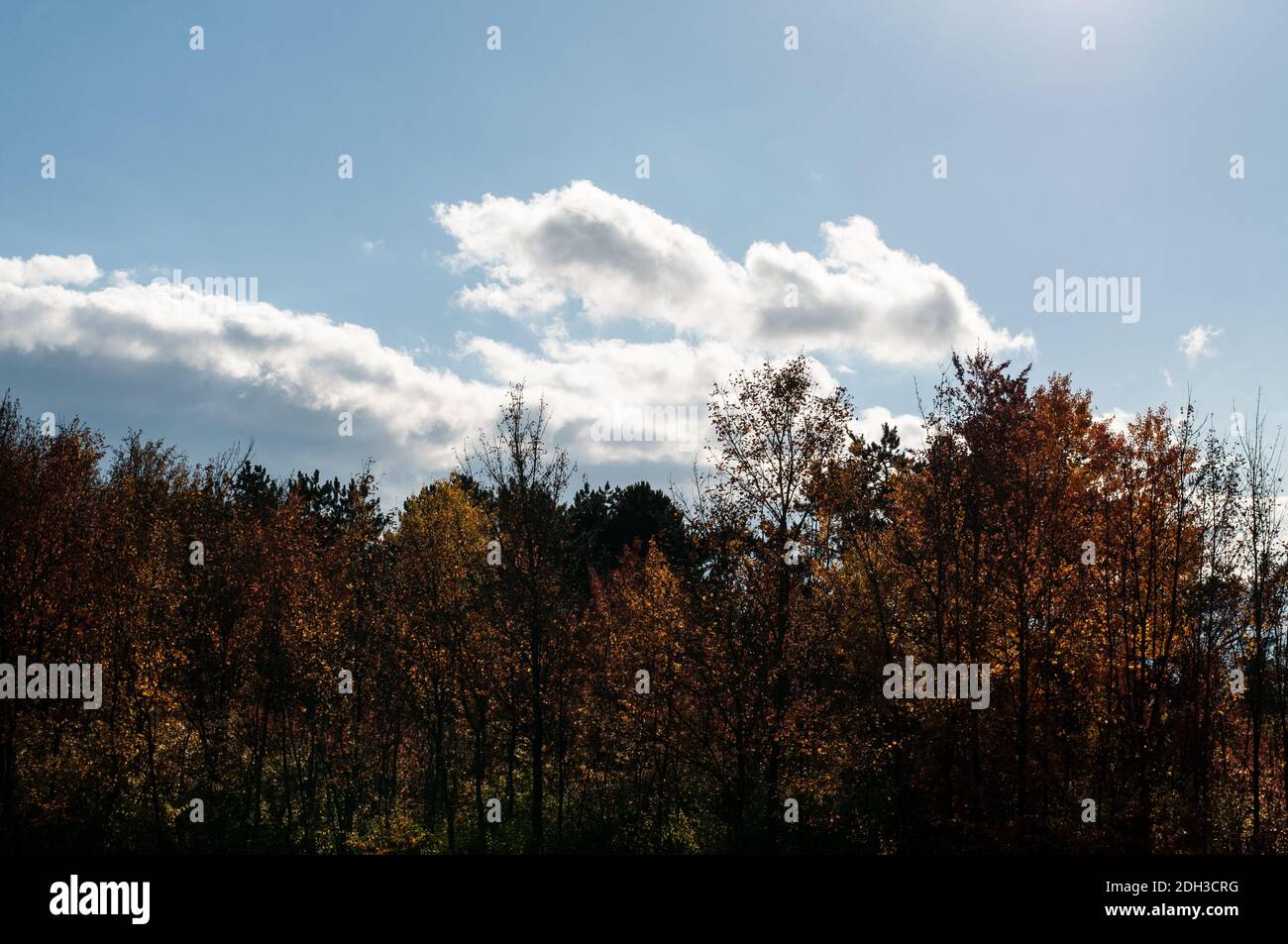 a forest in autumn in evening sun with cloudy sky Stock Photo - Alamy