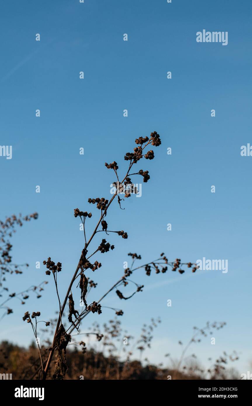the wilted flowers of a virginia mallow in autumn with blue sky Stock ...