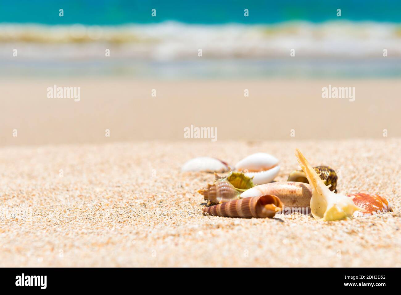 Sea shells on sand beach Stock Photo - Alamy