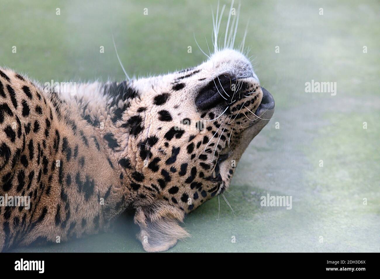 Indian leopard hi-res stock photography and images - Alamy