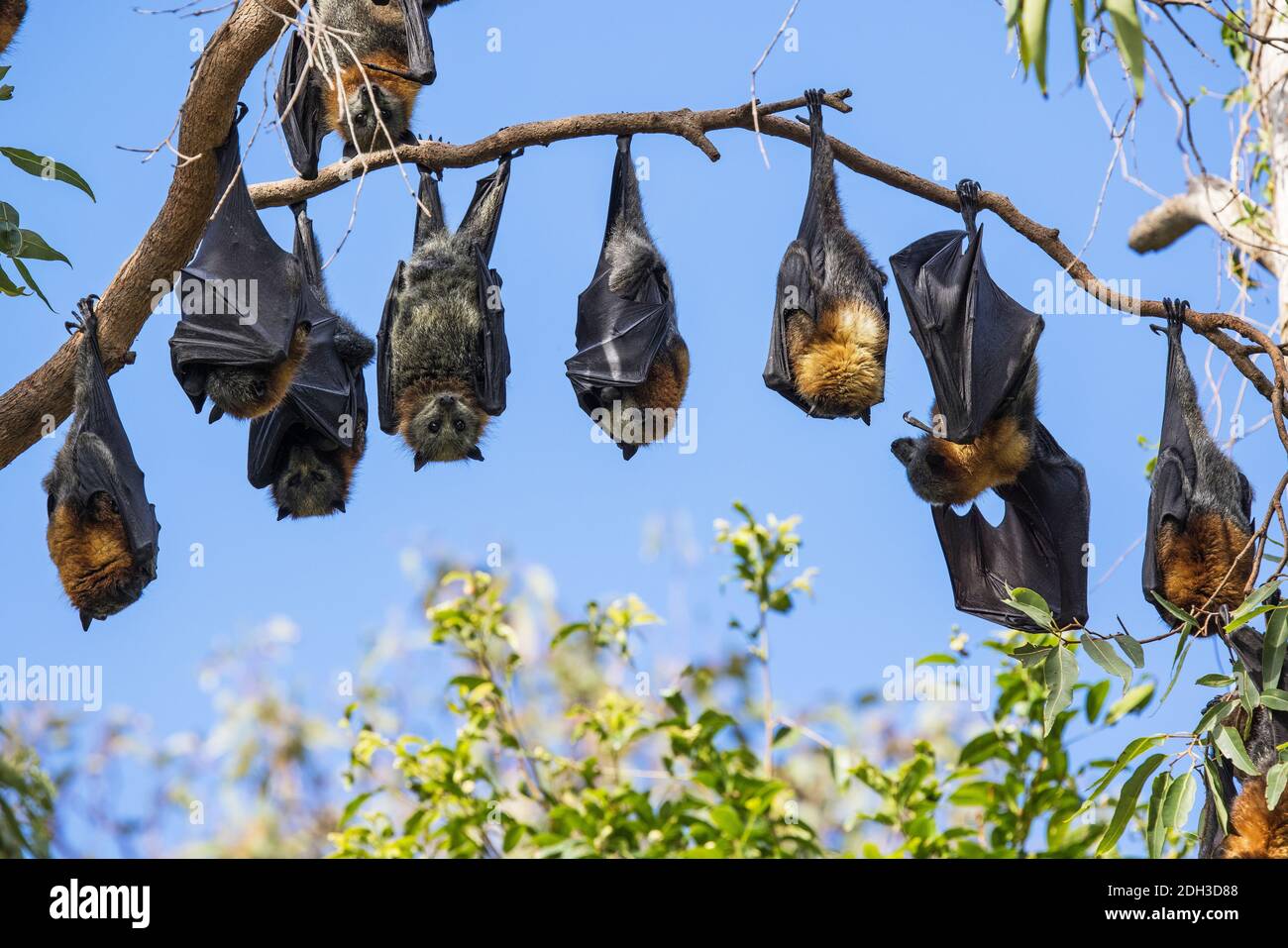 Grey-headed Flying Foxes roosting in bat camp Stock Photo - Alamy