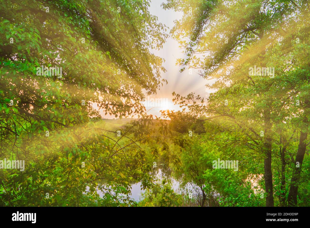 Green forest at sunset with sun beams Stock Photo - Alamy