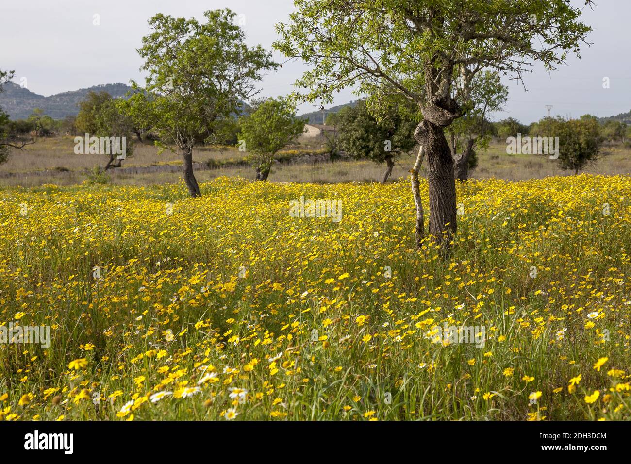 Spring in Mallorca Stock Photo - Alamy