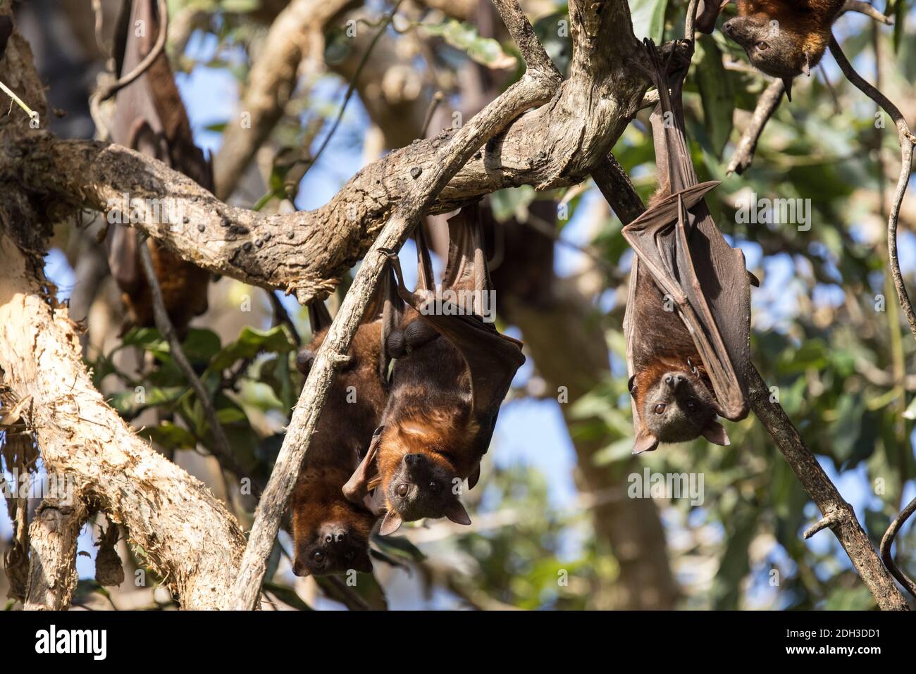 Little Red Flying Foxes roosting in bat camp Stock Photo - Alamy