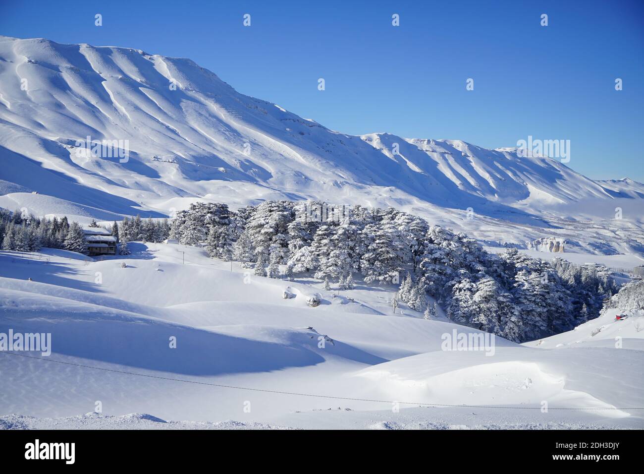 Lebanon cedar forest hi-res stock photography and images - Alamy