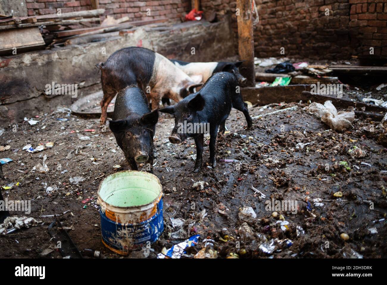 NO WEB/NO APPS - Pigs are seen eating organic waste, in Cairo, Egypt in ...