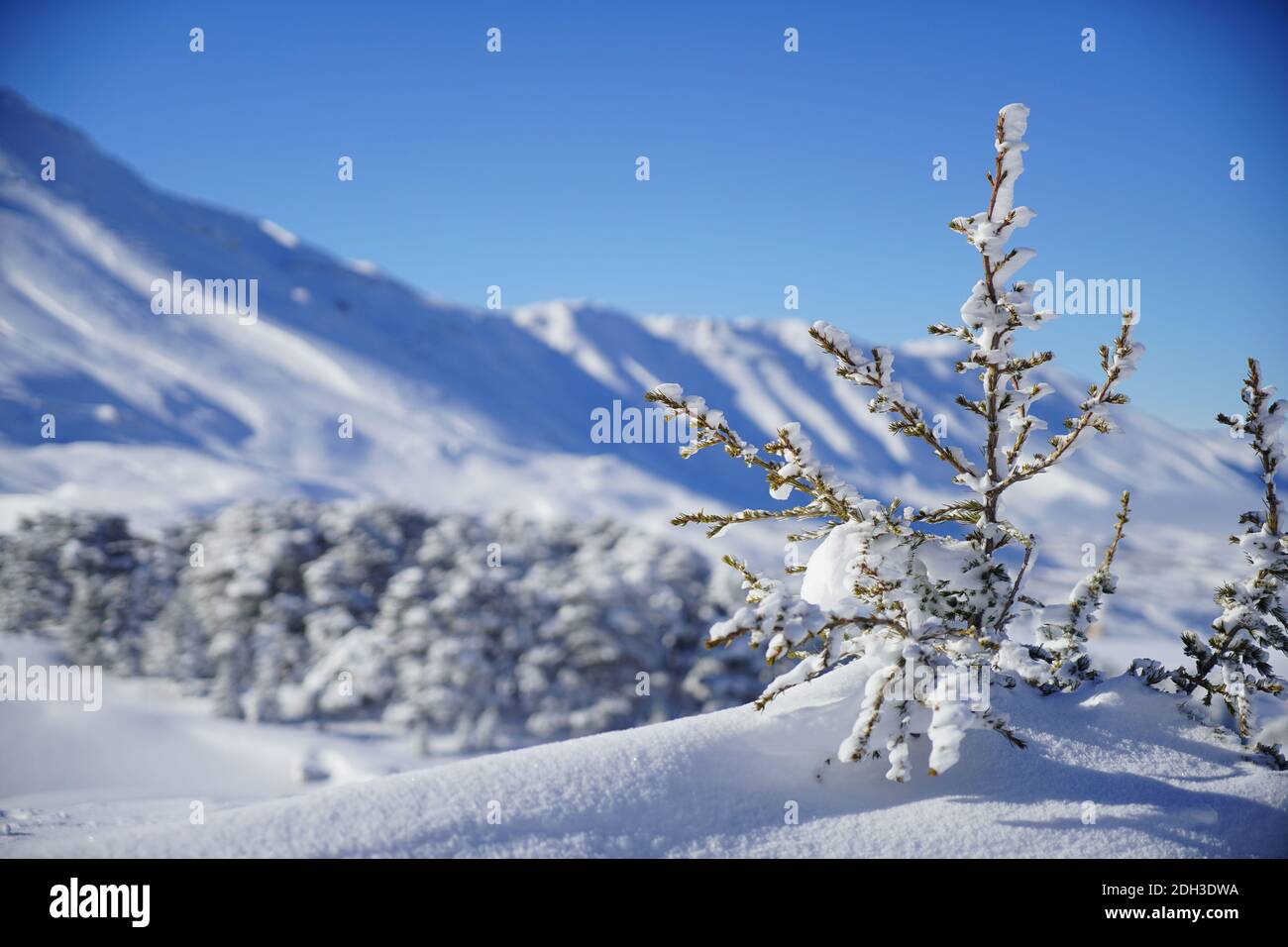 Snow covered cedar tree hi-res stock photography and images - Alamy