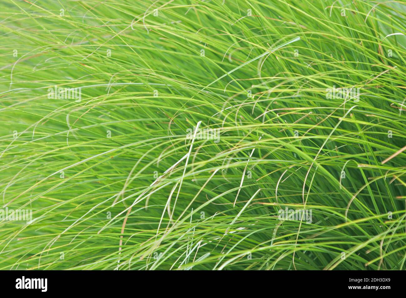A wild green grass background Stock Photo - Alamy