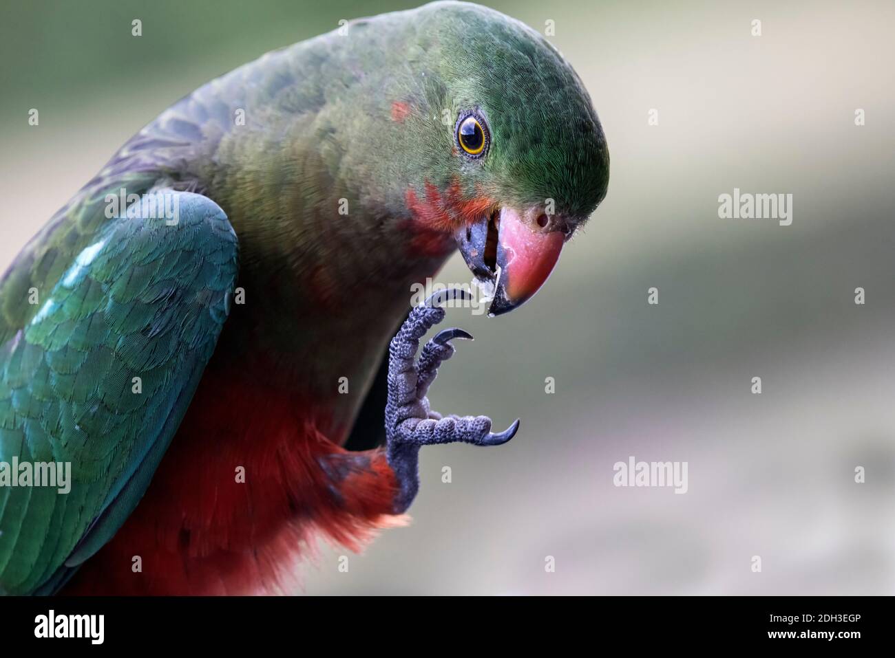 Female King Parrot Stock Photo - Alamy