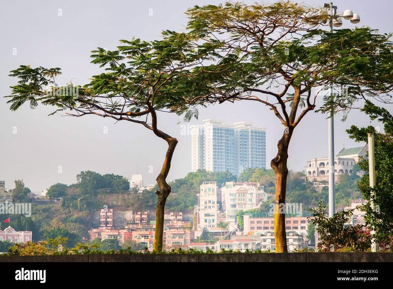 Trees, modern and old buildings view in the center of Macao city Stock ...