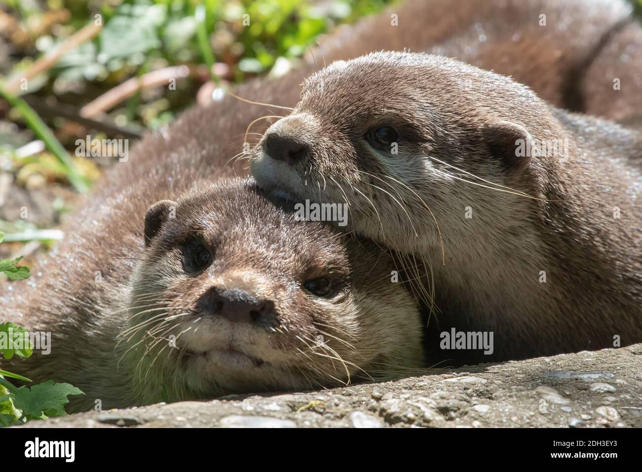 Krallenotter hi-res stock photography and images - Alamy