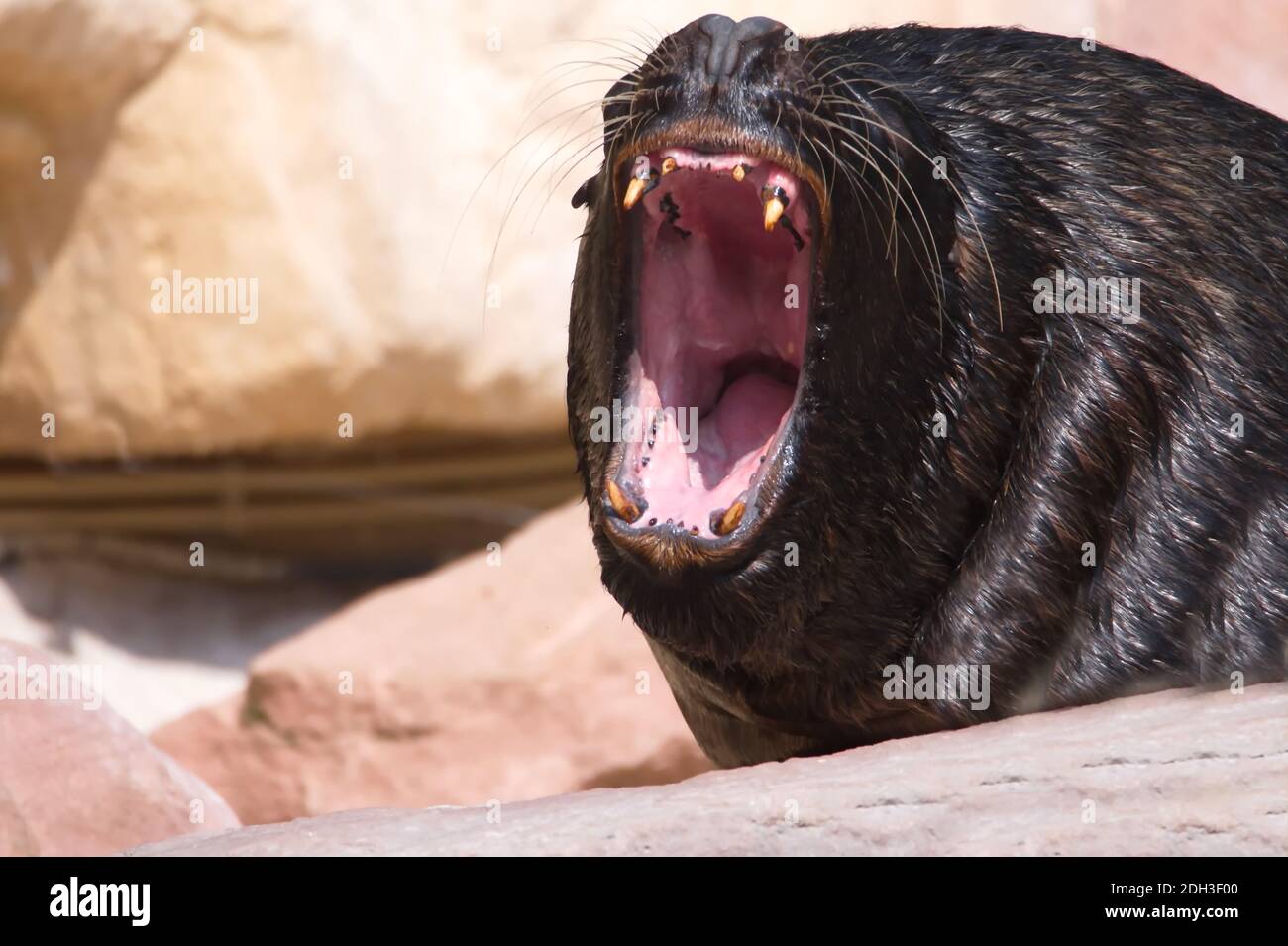 South American man seal Stock Photo - Alamy