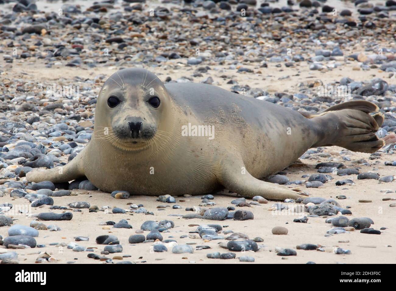 Big seal hi-res stock photography and images - Alamy