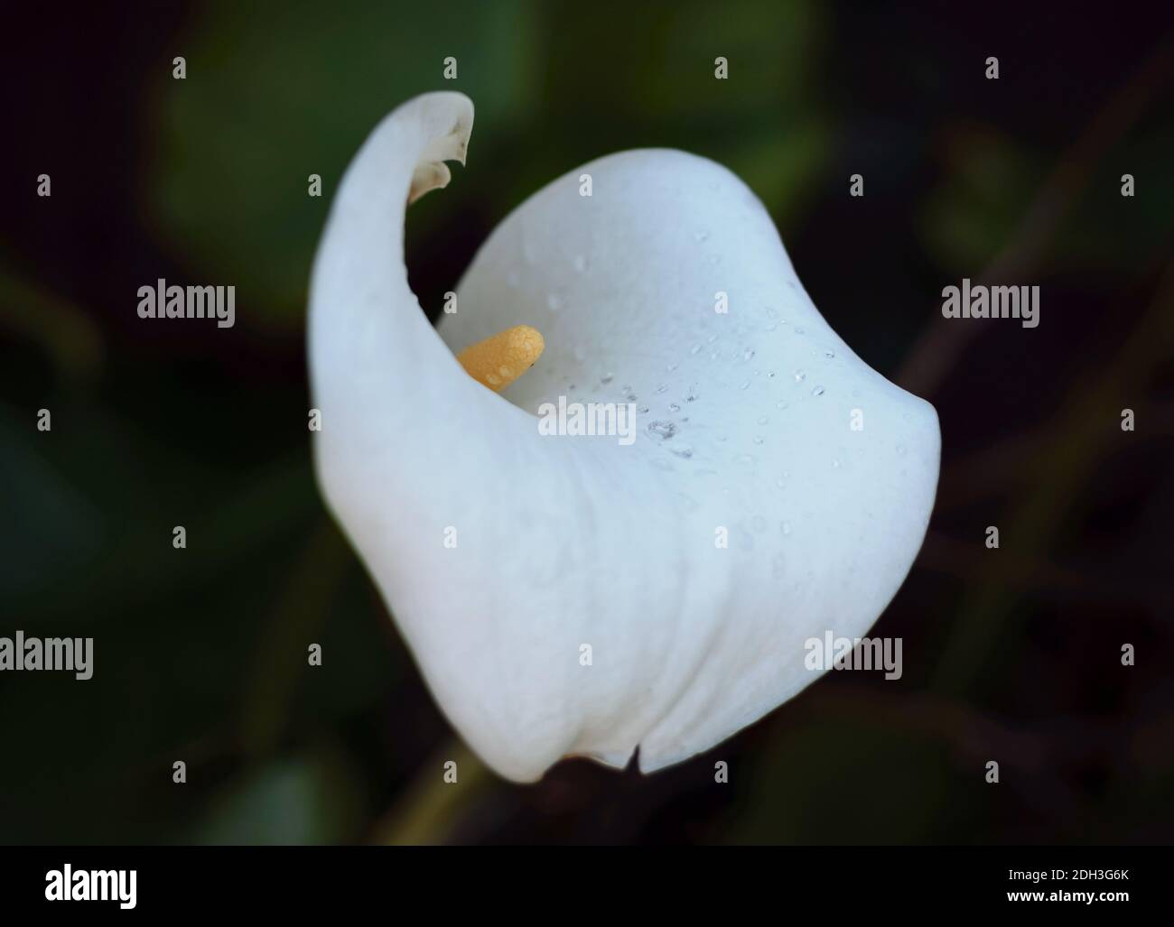 White calla flower drops hi-res stock photography and images - Alamy