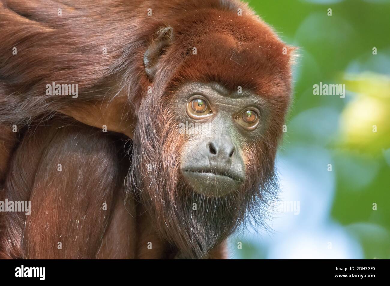 Monkey with red eyes High Resolution Stock Photography and Images - Alamy