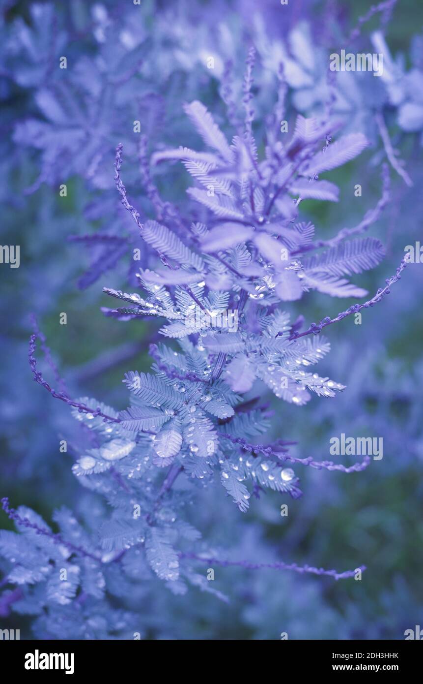 Drops beautiful water drop dew petals rain outdoors hi-res stock ...