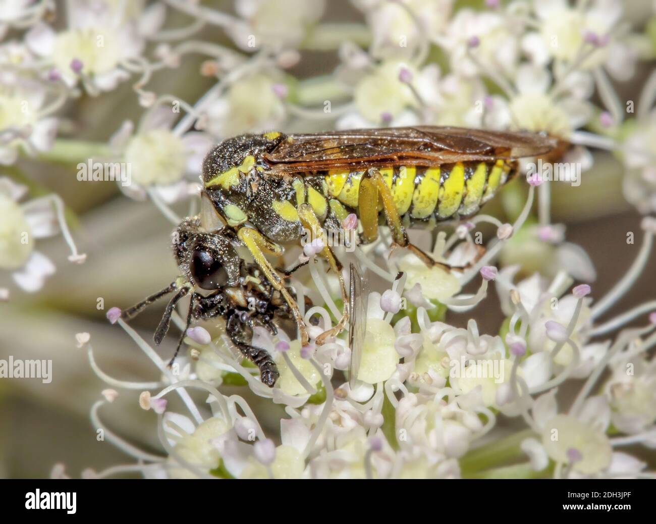 Common sawfly hi-res stock photography and images - Alamy