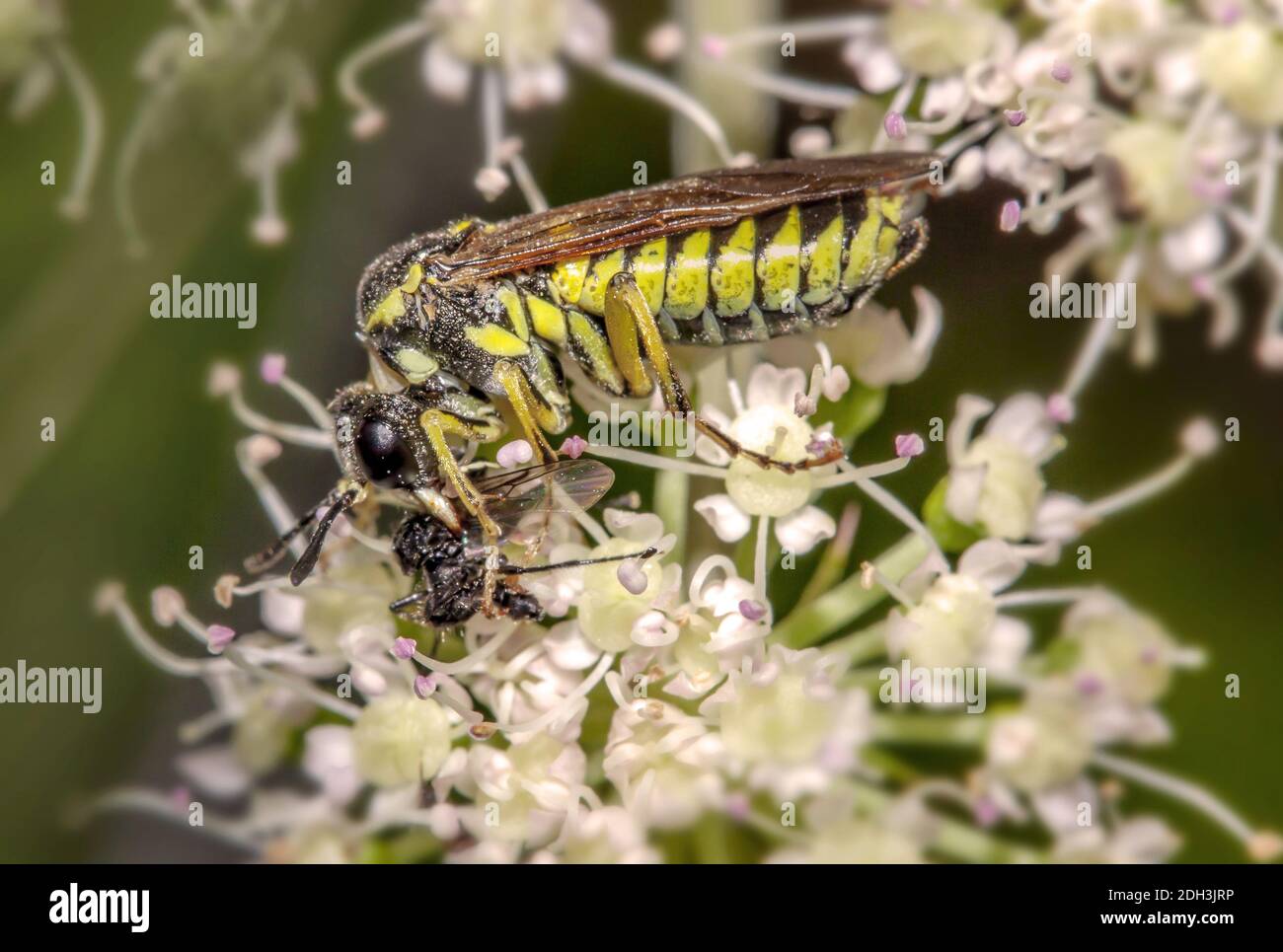 Common sawfly 'Tenthredo notha' Stock Photo - Alamy