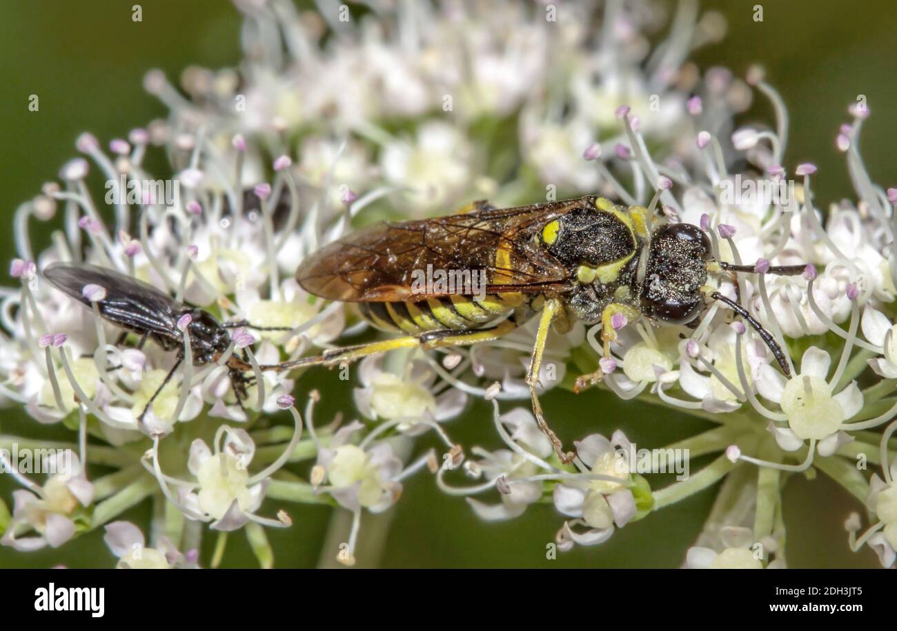 Common sawfly 'Tenthredo notha' Stock Photo - Alamy