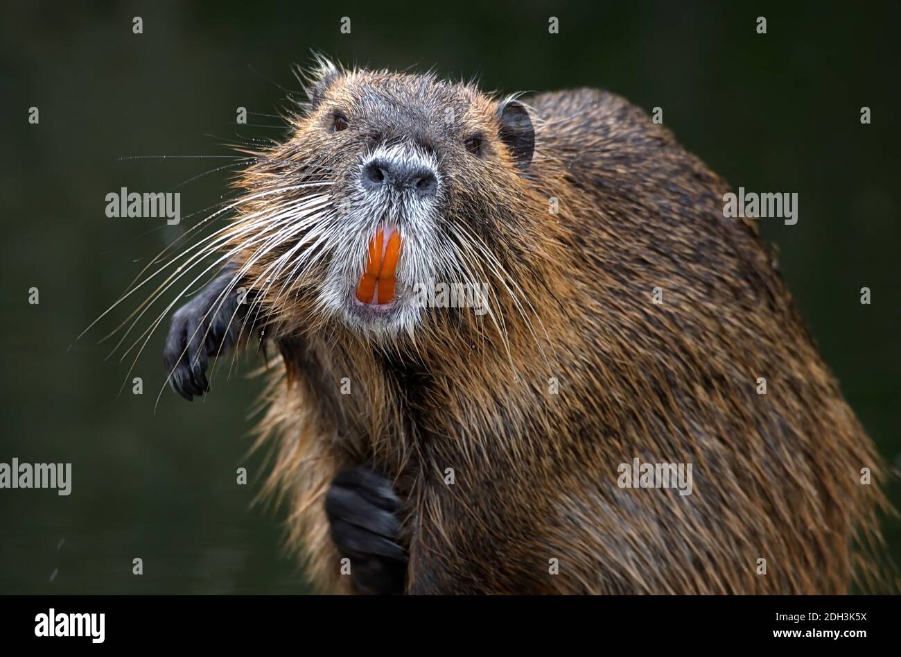Nutria animal hi-res stock photography and images - Alamy