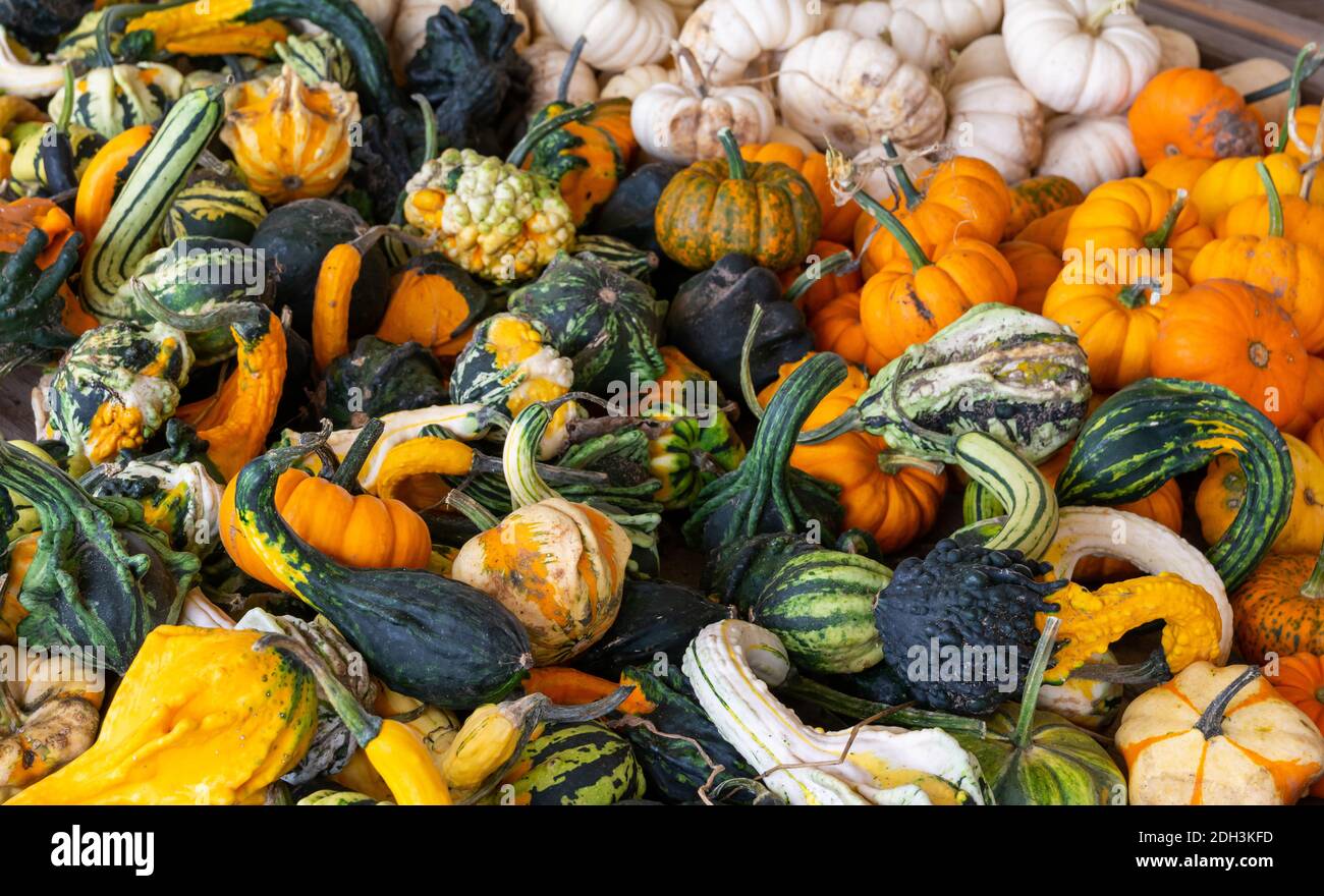 The autumn harvest of colourful organic gourds and squash is now ...