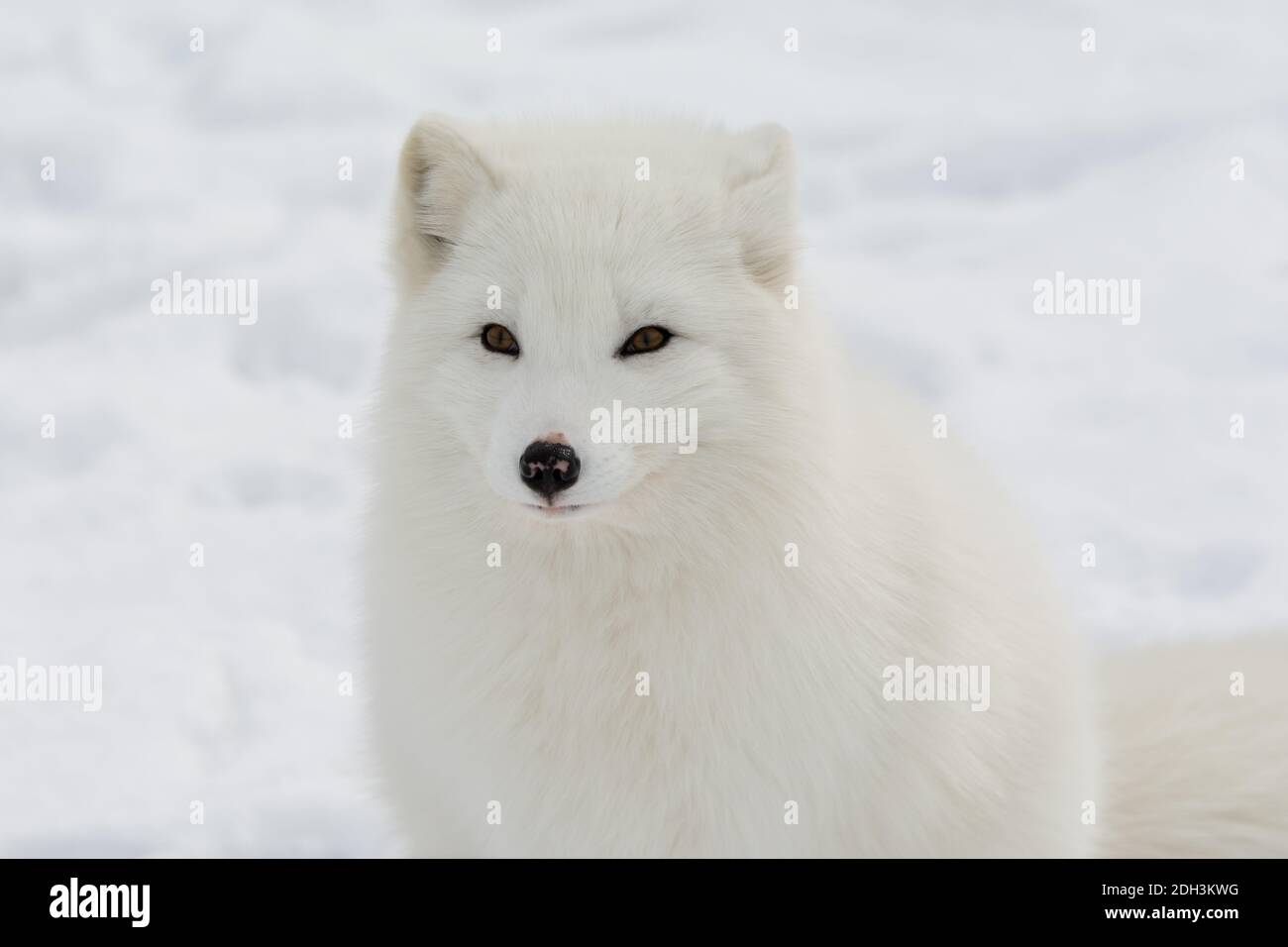 A sweet faced white arctic fox is camouflaged by his snowy surroundings ...