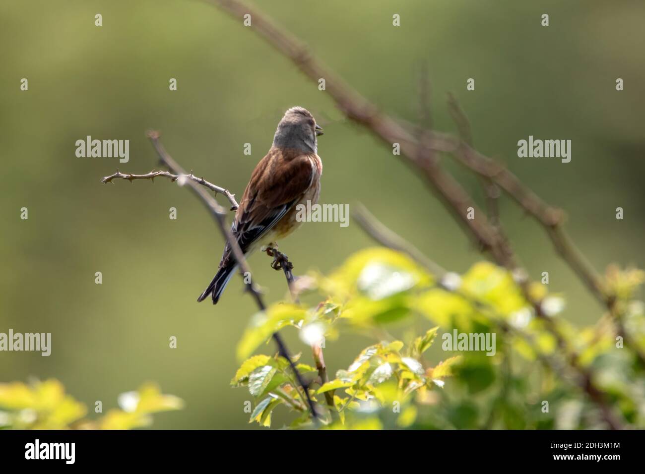Bird blood feather hi-res stock photography and images - Alamy