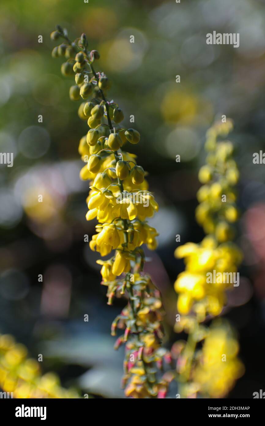 Yellow clover flowers hi-res stock photography and images - Alamy