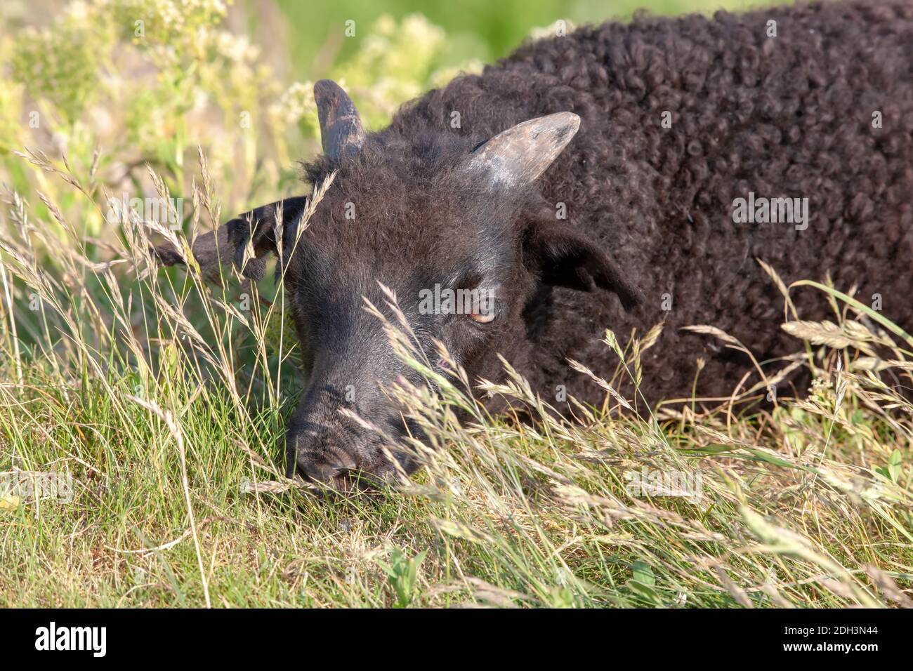 Goat hide hi-res stock photography and images - Alamy