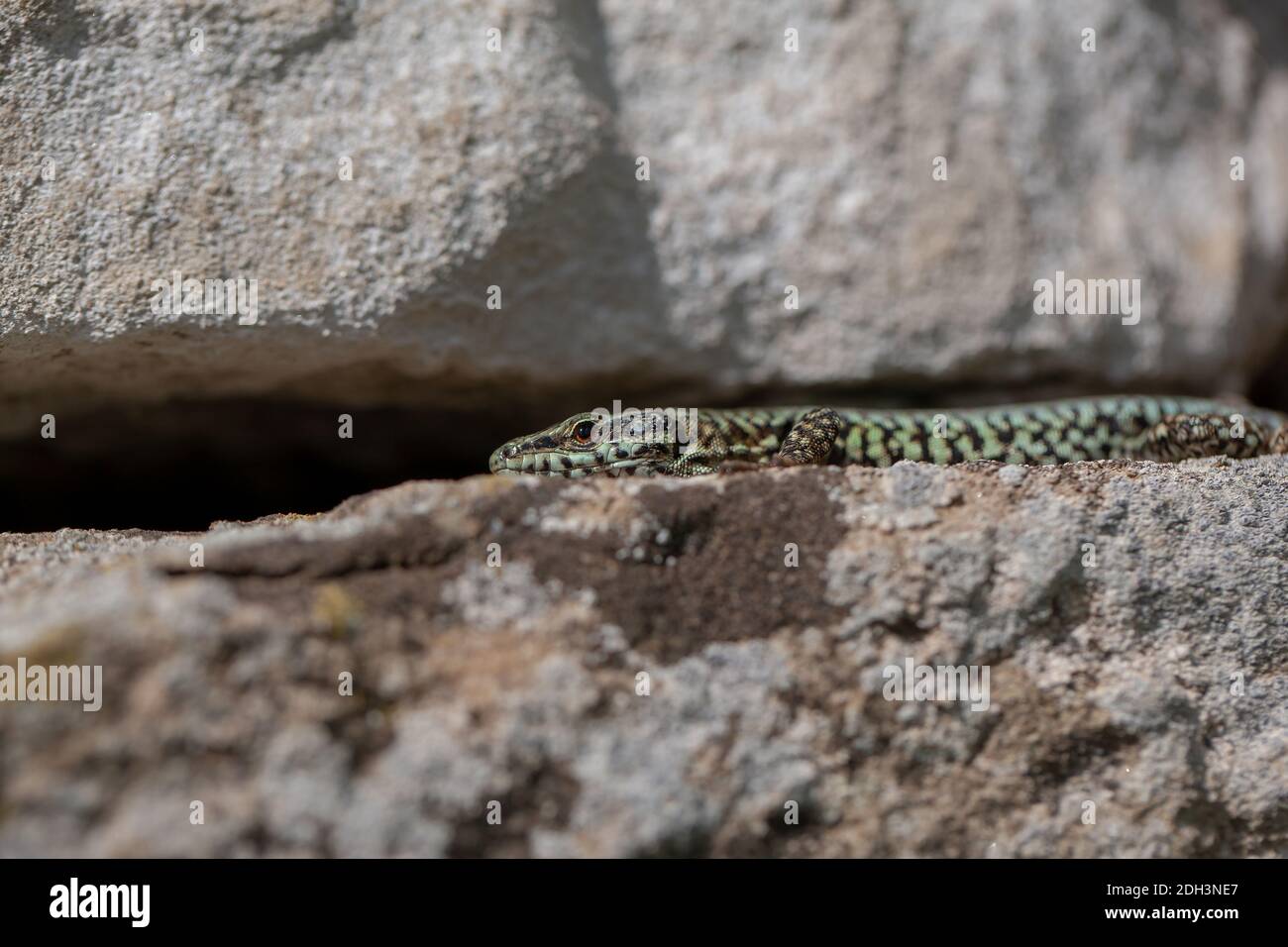 Common wall lizard Stock Photo - Alamy