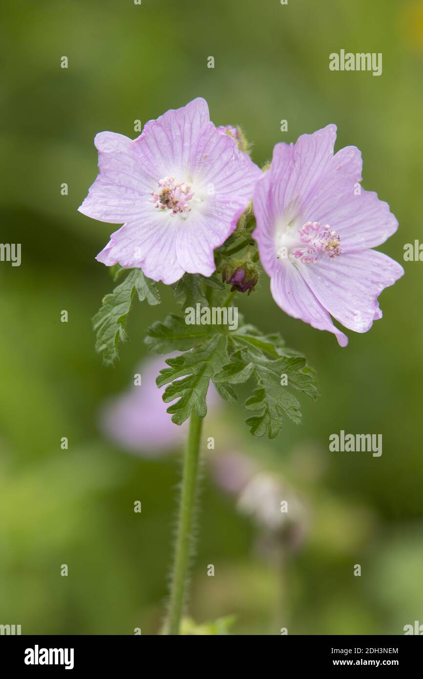 Musk Mallow, Malva moschata Stock Photo - Alamy