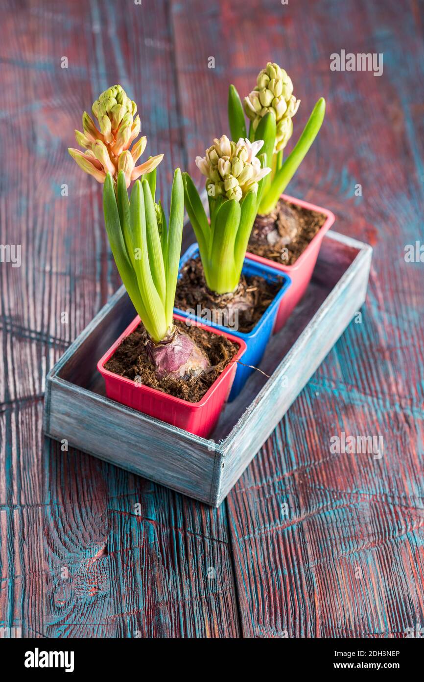 Beautiful spring flowers hyacinth Stock Photo - Alamy