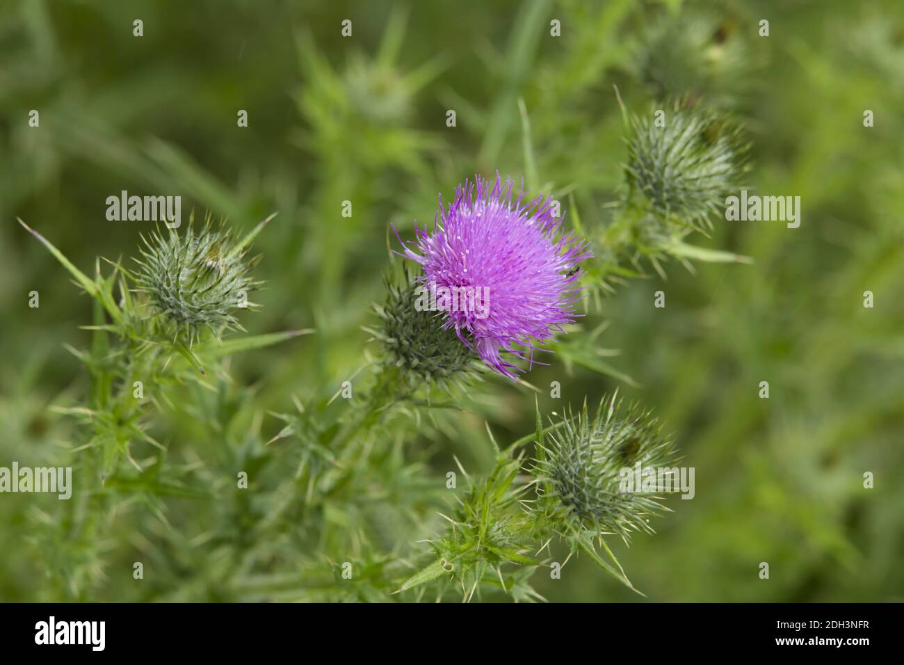 Ordinary thistle, Cirsium vulgare Stock Photo - Alamy