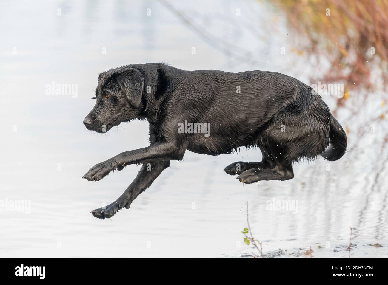 Action shot of a wet black Labrador retriever jumping into the water ...