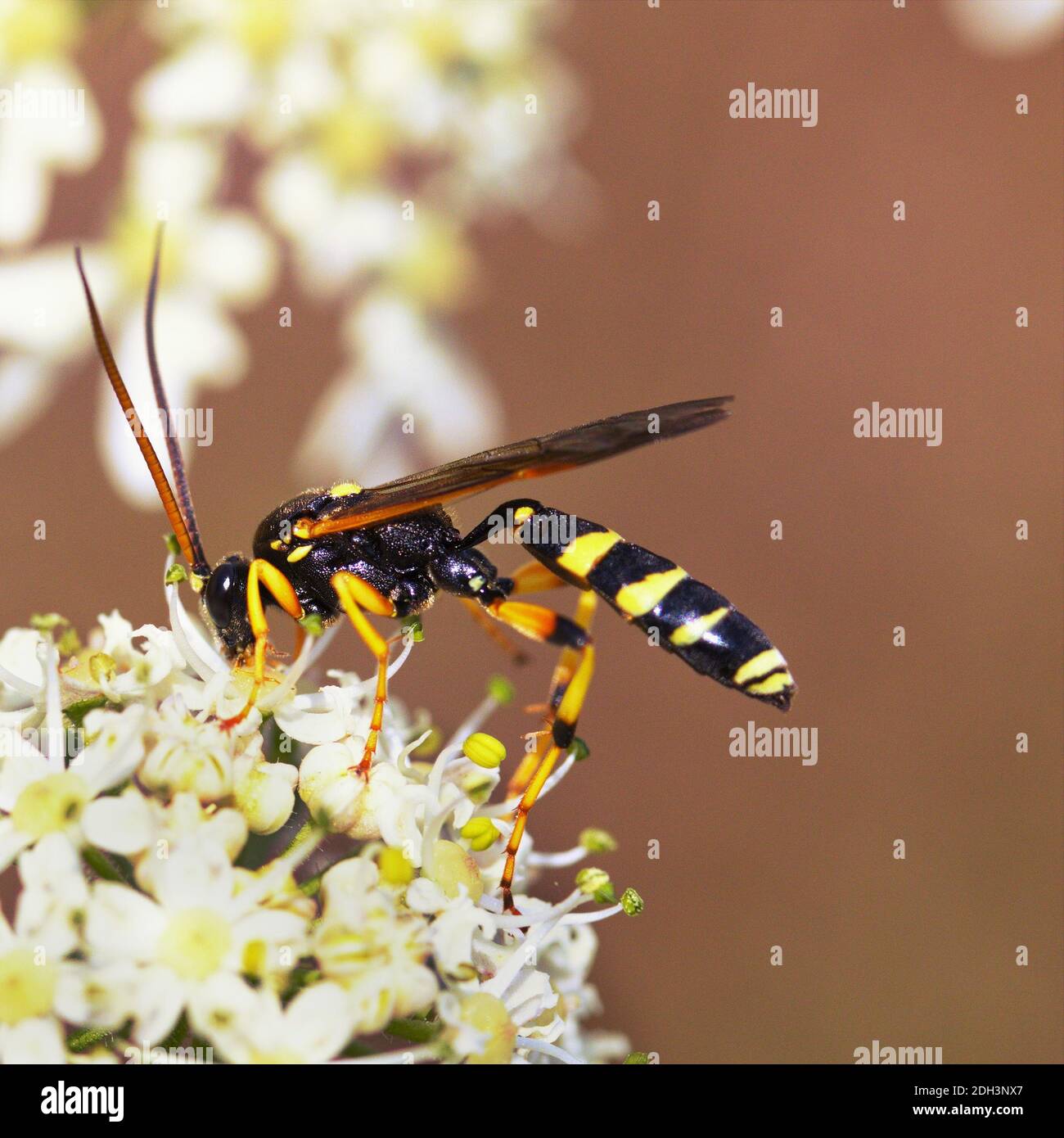 Ichneumon fly hi-res stock photography and images - Alamy