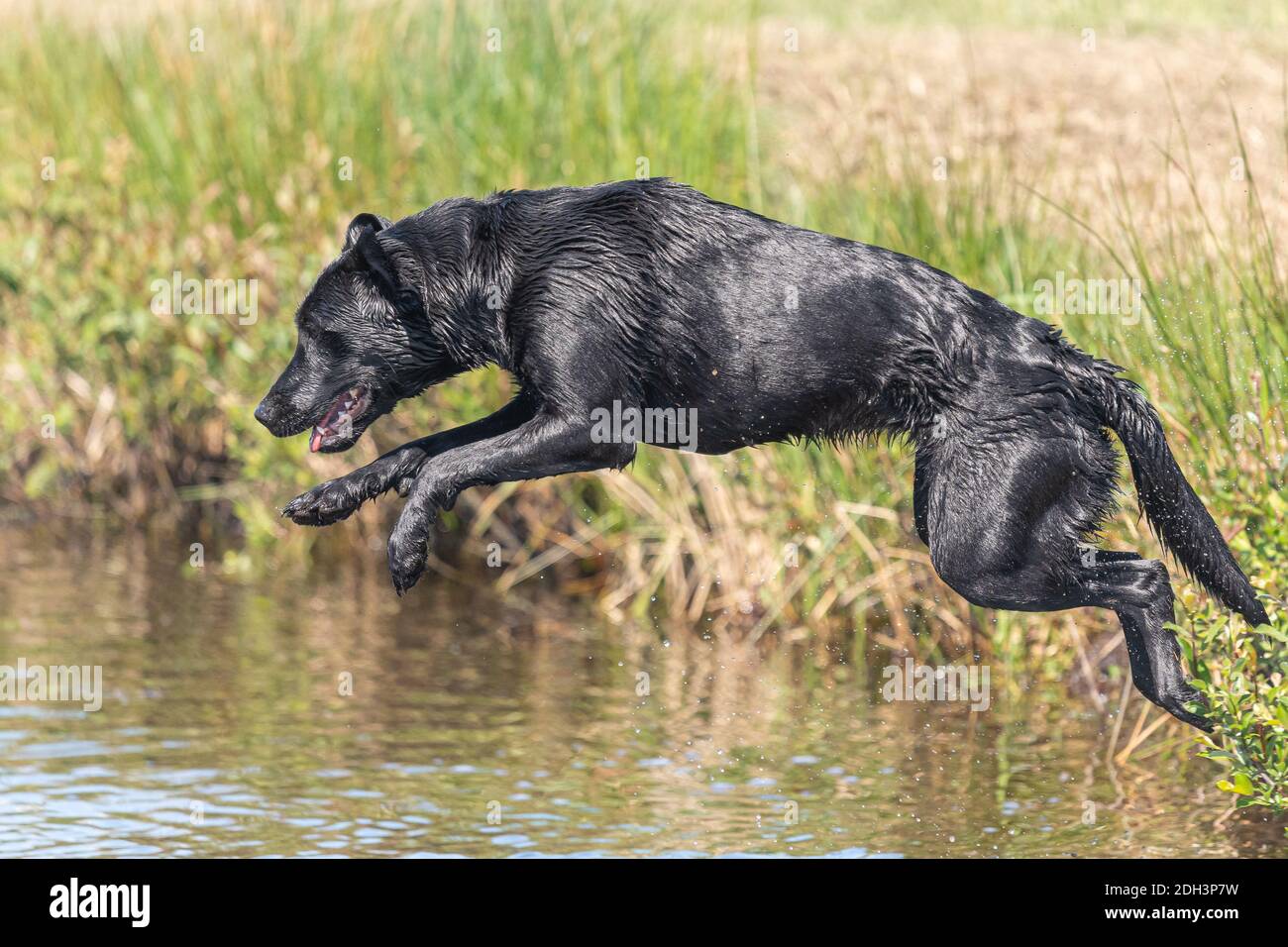 Black Labrador Jumping Into Water High Resolution Stock Photography and ...